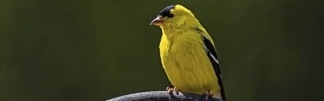 Guia de criação de canários | Blog Kiwoko