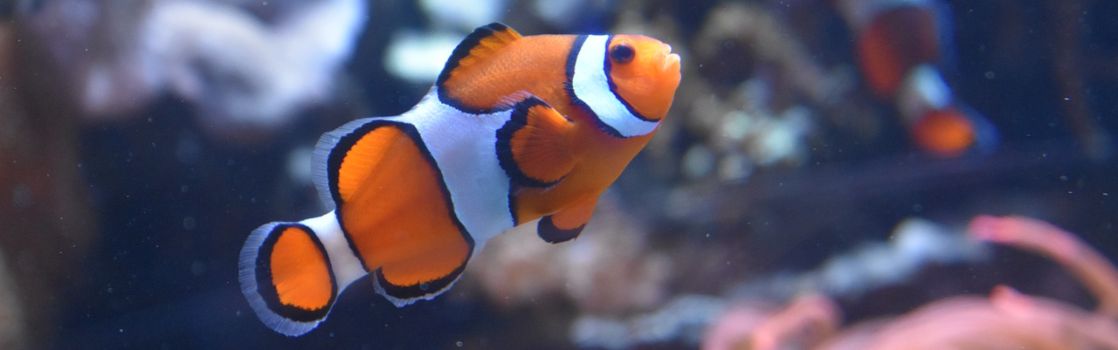 Os Melhores Peixes para Aquários Pequenos | Kiwoko