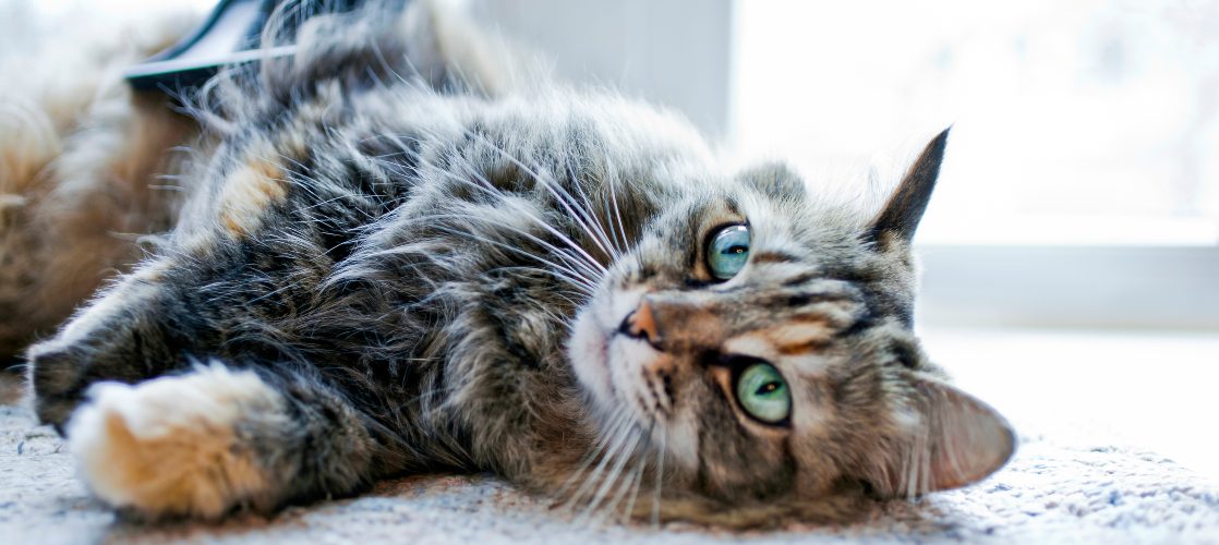 Queda de pelo em gatos: Principais Causas | Kiwoko